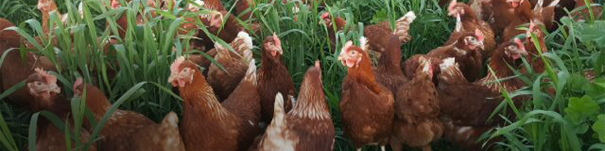Contact | Chirpy Chook Eggs