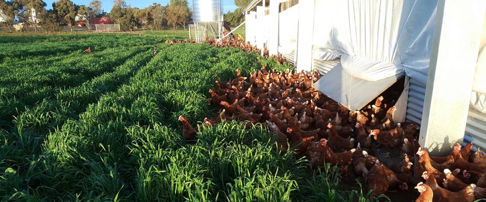 Chirpy Chook Eggs